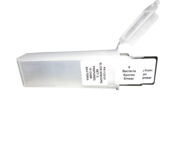 Slide, Microscope, Prepared, Set/6, Bacteria | Southern Cross Science